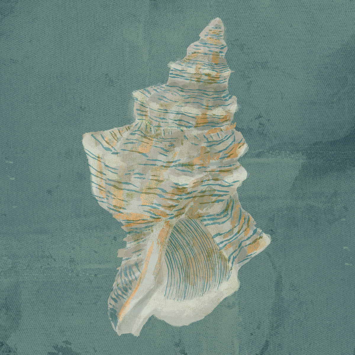 Conch Shell – Dora Knuteson Art